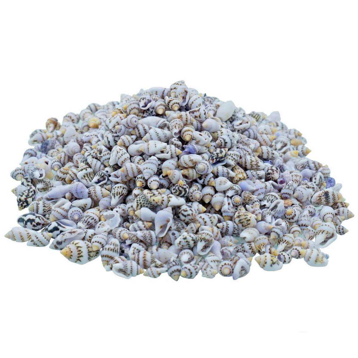 JAGS Decorative Seashells For Craft Pack of 100 grams | 0.6x1.5x0.5 cm ...